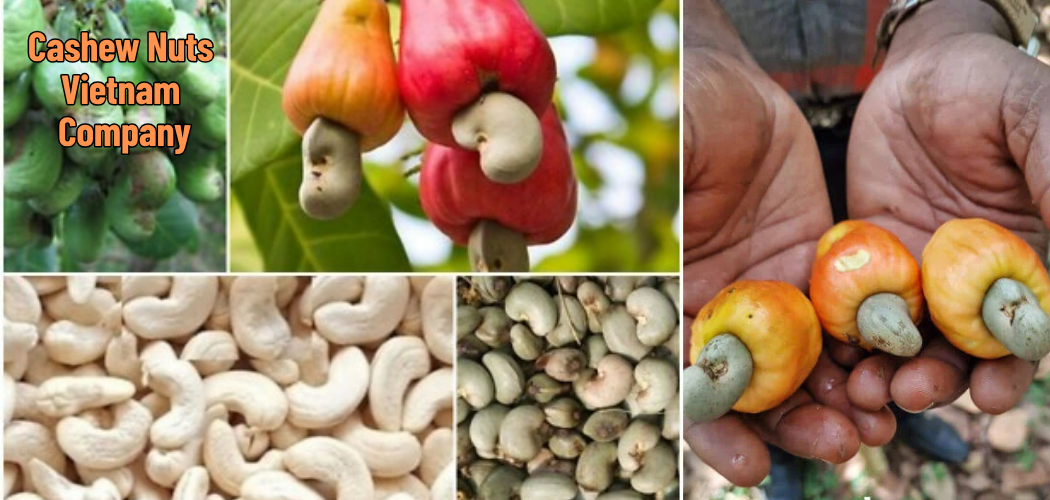 Roasted Cashews – Vietnam’s Premium Snack & Ingredient Export - Cashew ...